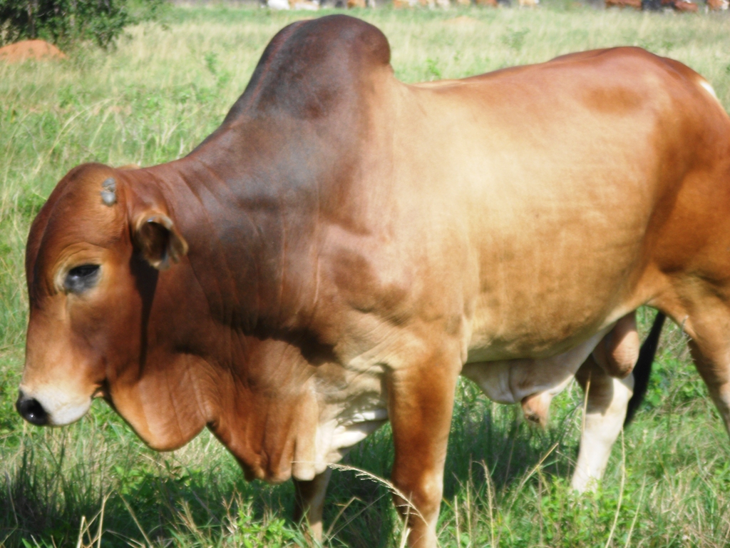 KUHUSU MAUAJI YA NG'OMBE 5480 HUKO KATAVI. | Ngara Yetu