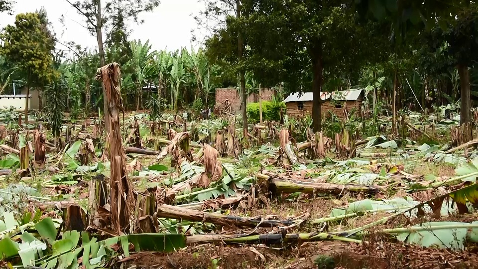 Watu wasiojulikana wafyeka mashamba ya Migomba Arumeru | ITV ...