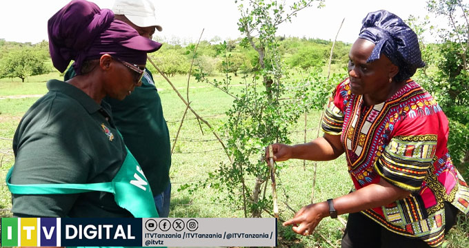 MFUGAJI WA MFANO TANGA AWEZESHWA MALISHO YA KISASA | ITV - Independent ...