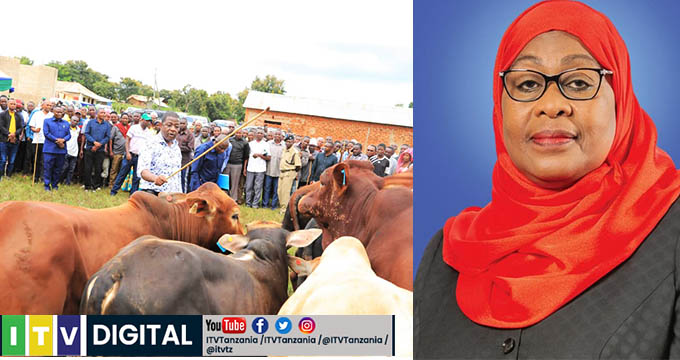 WAFUGAJI WATAKIWA KUJIPANGA NA KUJUA KUWA MIFUGO NI BIASHARA | ITV ...