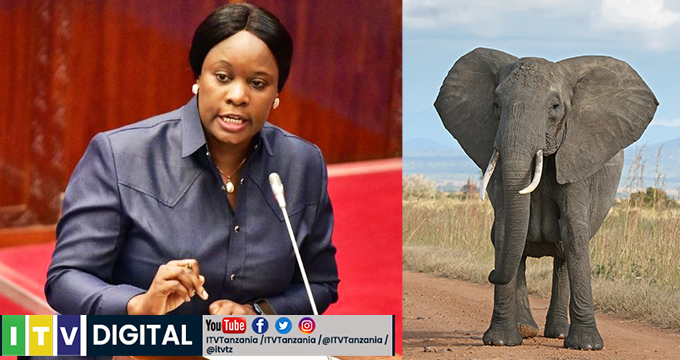 WALIOATHIRIWA NA WANYAMA WAKALI KUFUTWA MACHOZI | ITV - Independent ...