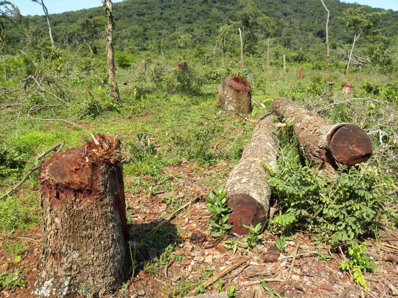 Tanzania yashika nafasi ya tano duniani kwa upotevu wa misitu. | ITV ...