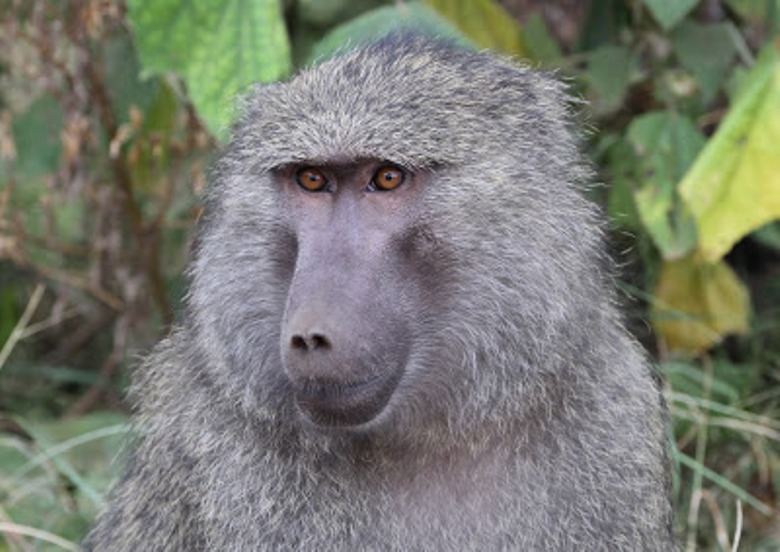 Nyani wavamia makazi ya watu na kugombania chakula wilayani Rombo ...