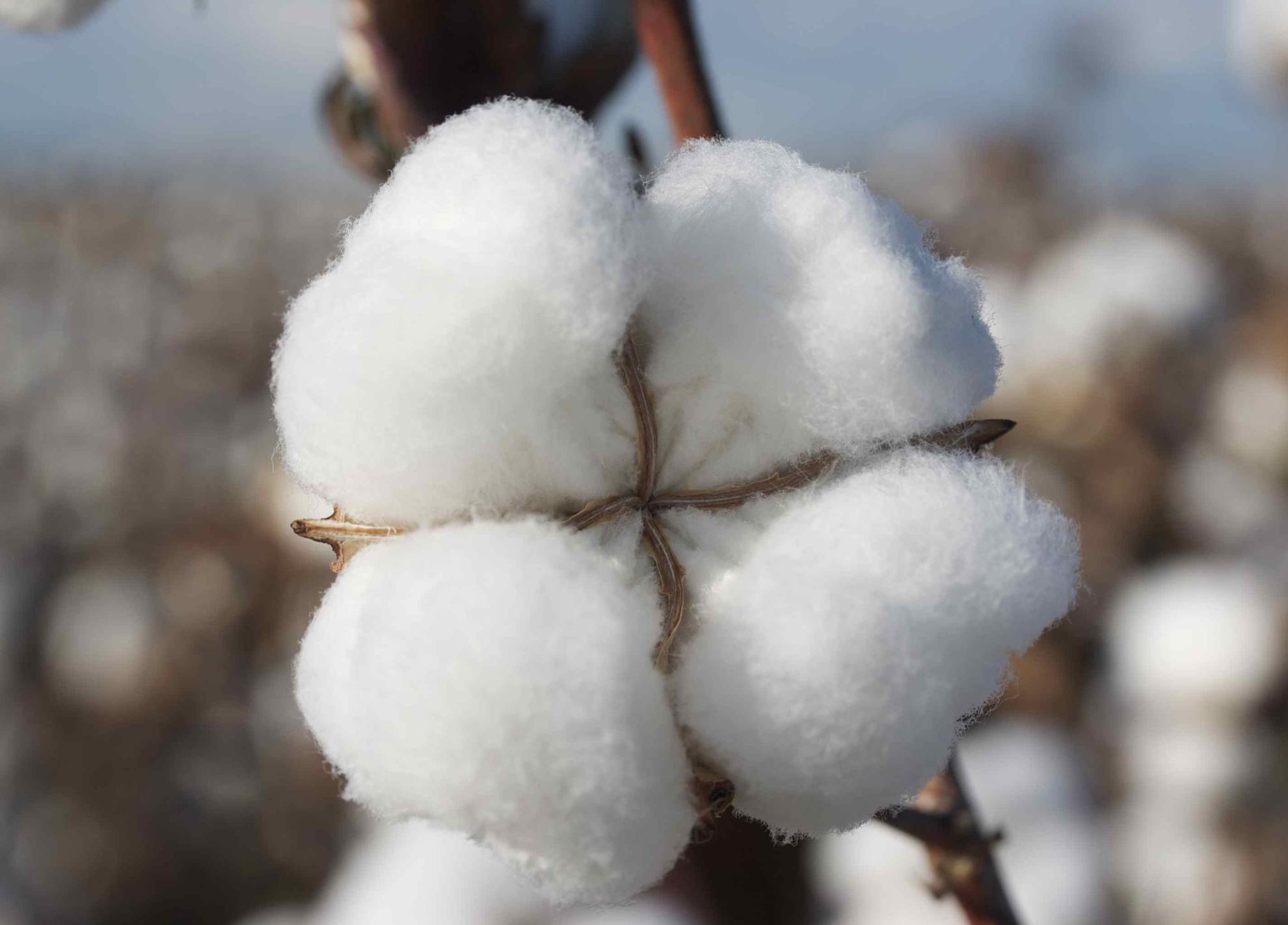 Bodi ya pamba nchini yapewa siku 3 kumaliza uhaba wa mbegu za pamba ...