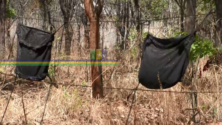 Serikali yaanza kutumia Oil chafu na pilipili kudhibiti Tembo | ITV ...