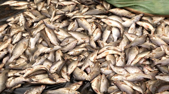 Kilo 400 za samaki aina ya Sangara zakamatwa Muleba - Kagera. | ITV ...